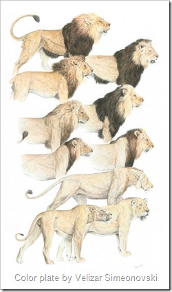Pleistocene Lions, Pleistocene Tigers and Smilodon populator relative ...